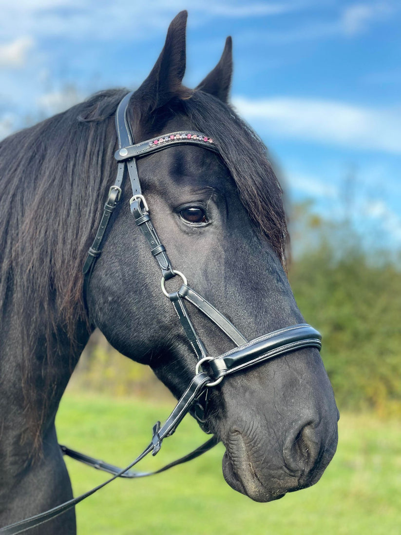 Silver Traditional Bitless Bridle – The Spirited Horse Boutique