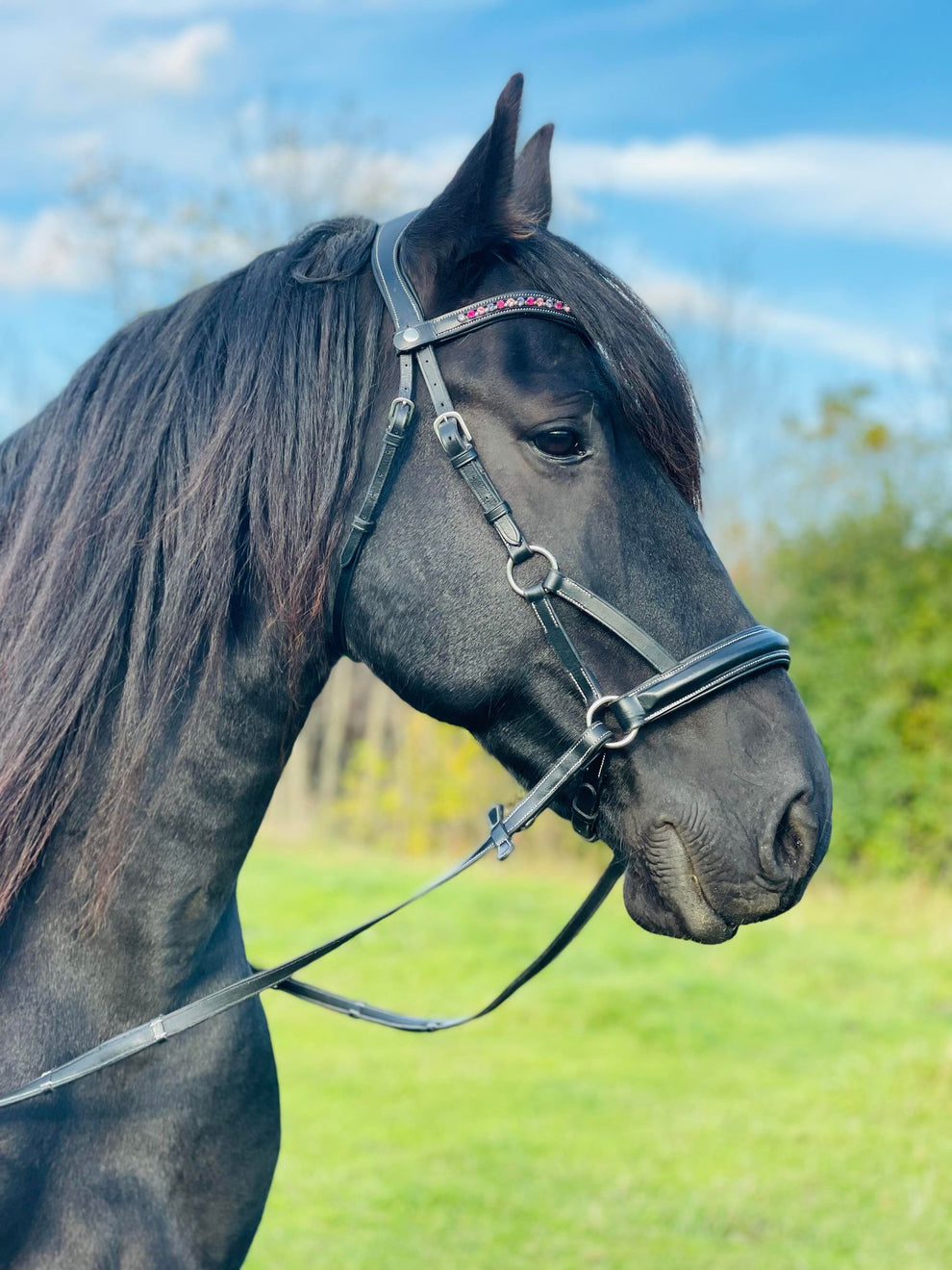 Silver Traditional Bitless Bridle – The Spirited Horse Boutique