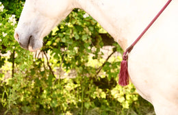 Bridleless Neck Rope – The Spirited Horse Boutique