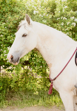 Bridleless Neck Rope – The Spirited Horse Boutique